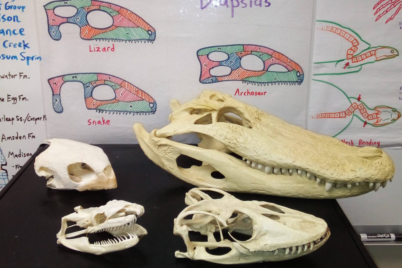 November Saturday Club Looks At Fossil Snakes And Other Reptiles – Casper College