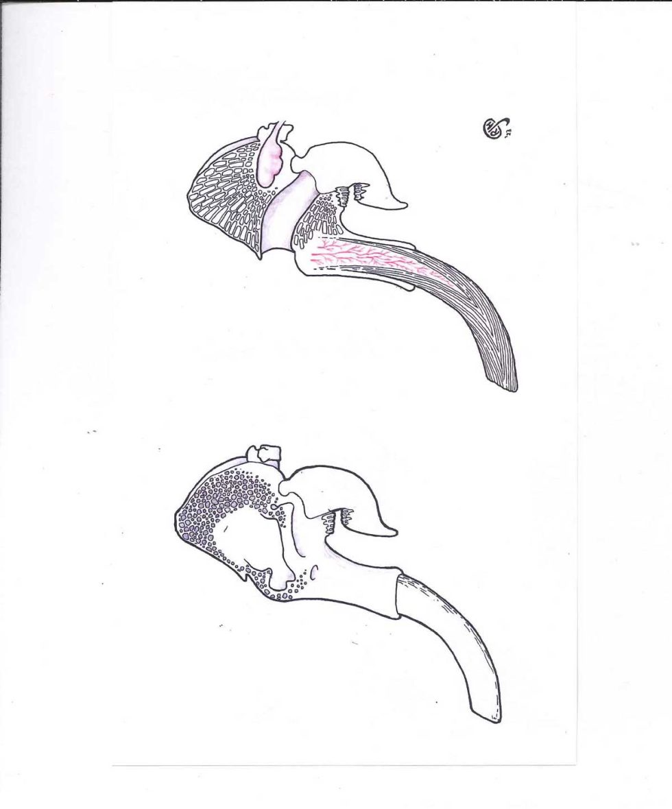 Tate Museum Mammoth Skull – Casper College